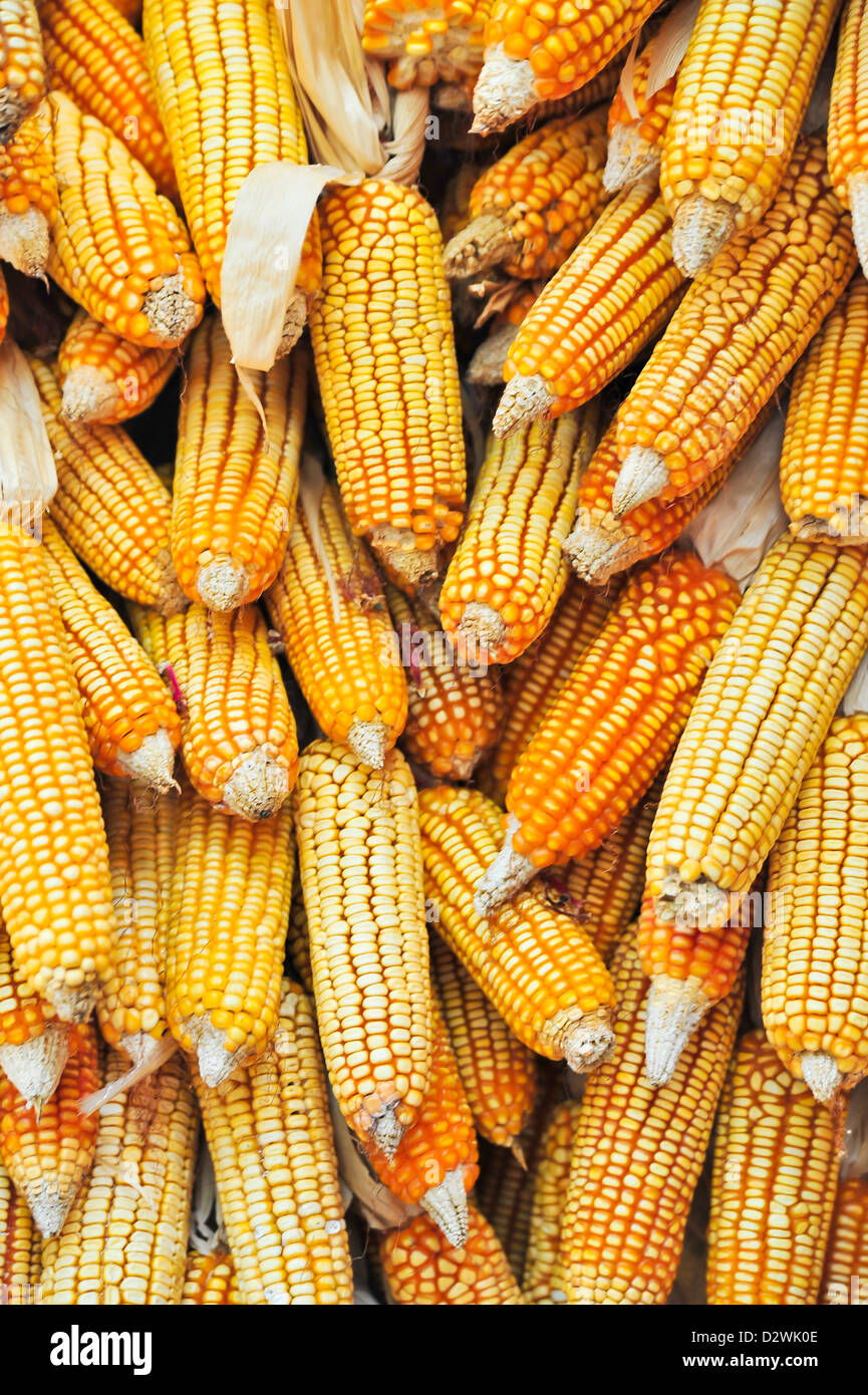 A lot of cob corn, hung to dry Stock Photo - Alamy