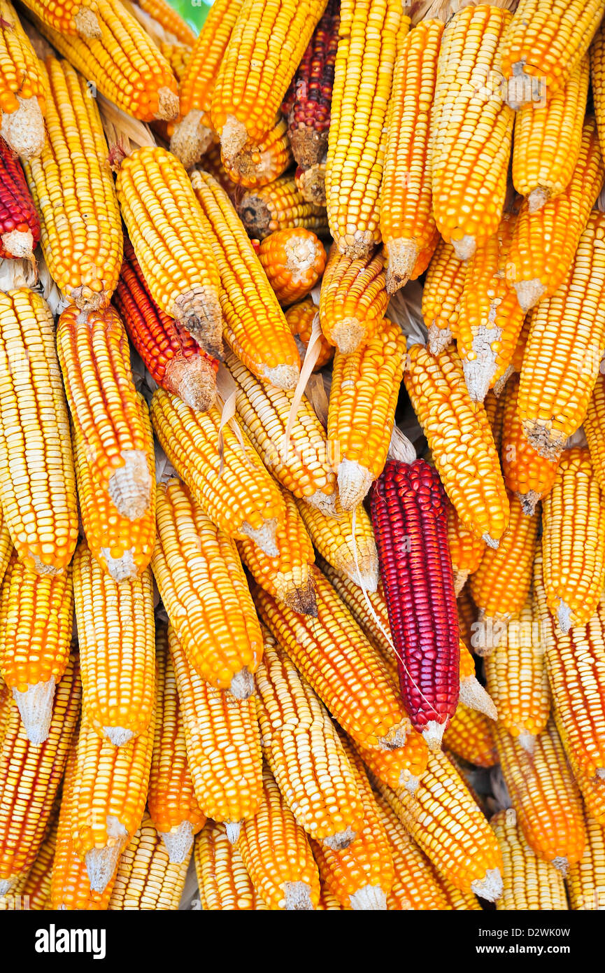 Crop science corn hi-res stock photography and images - Alamy