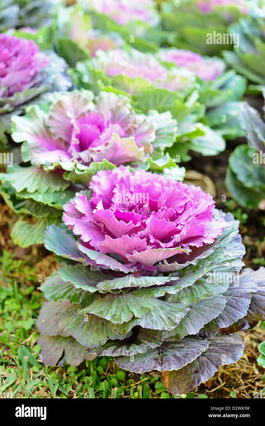 view of colorful ornamental cabbage Stock Photo - Alamy