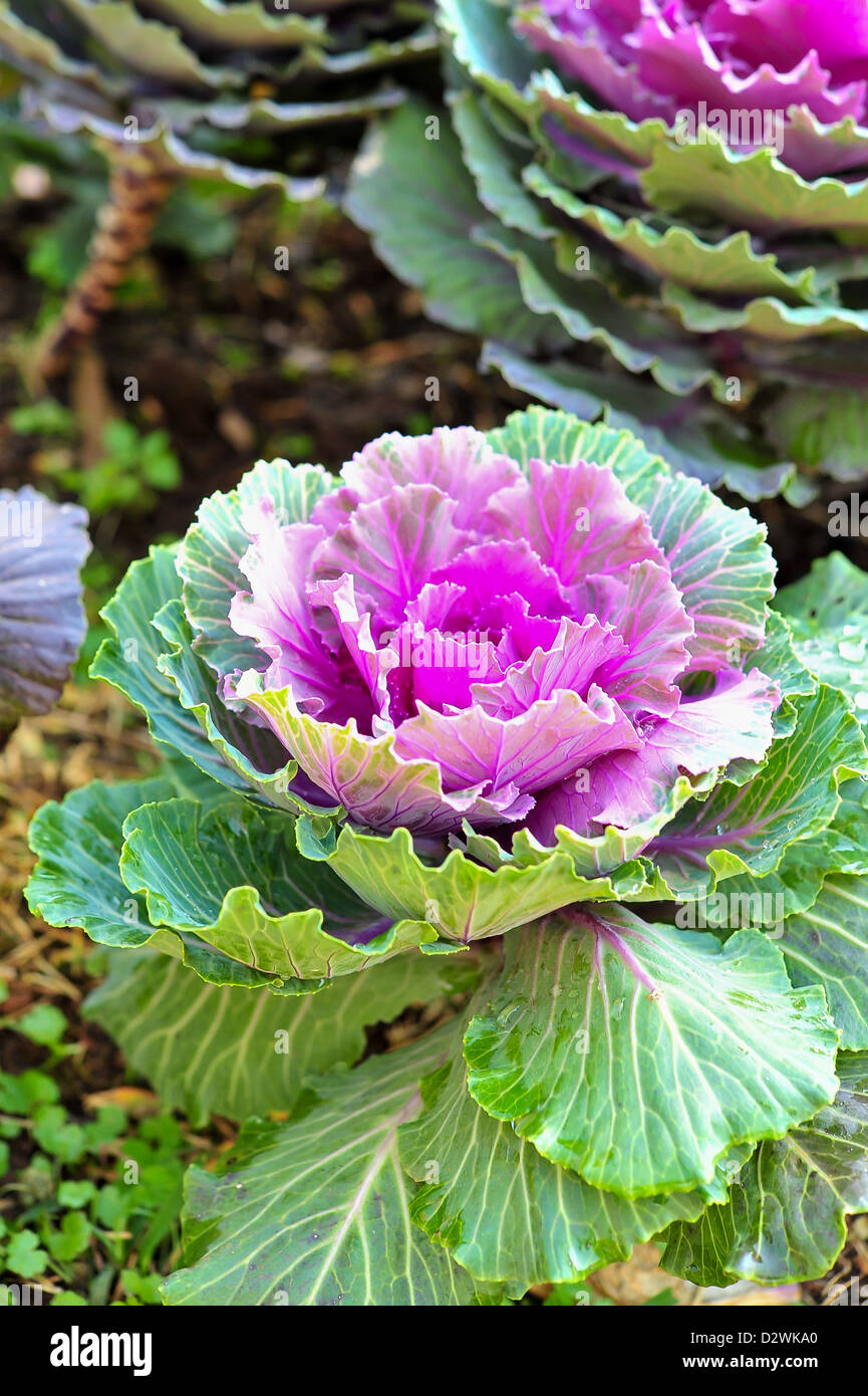 Ornamental cabbage winter hi-res stock photography and images - Alamy