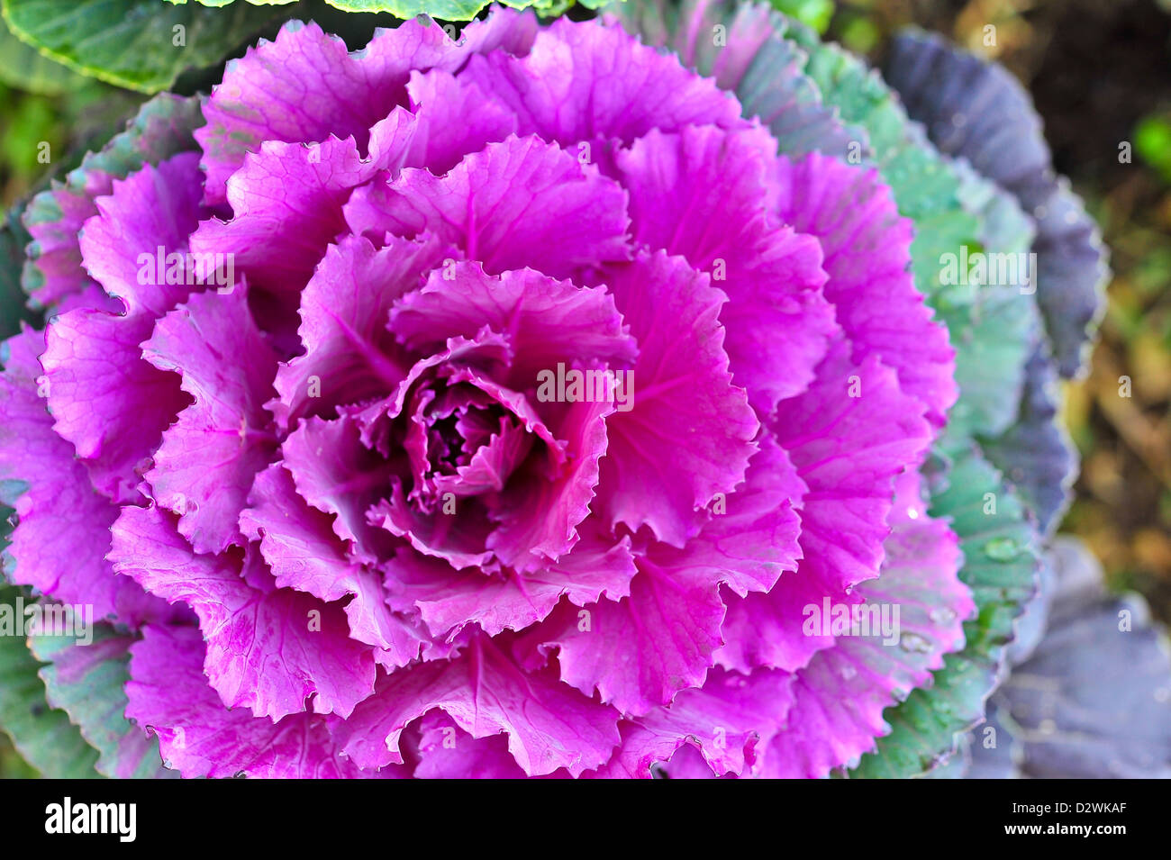 multicolor decorative cabbage in blossom Stock Photo - Alamy