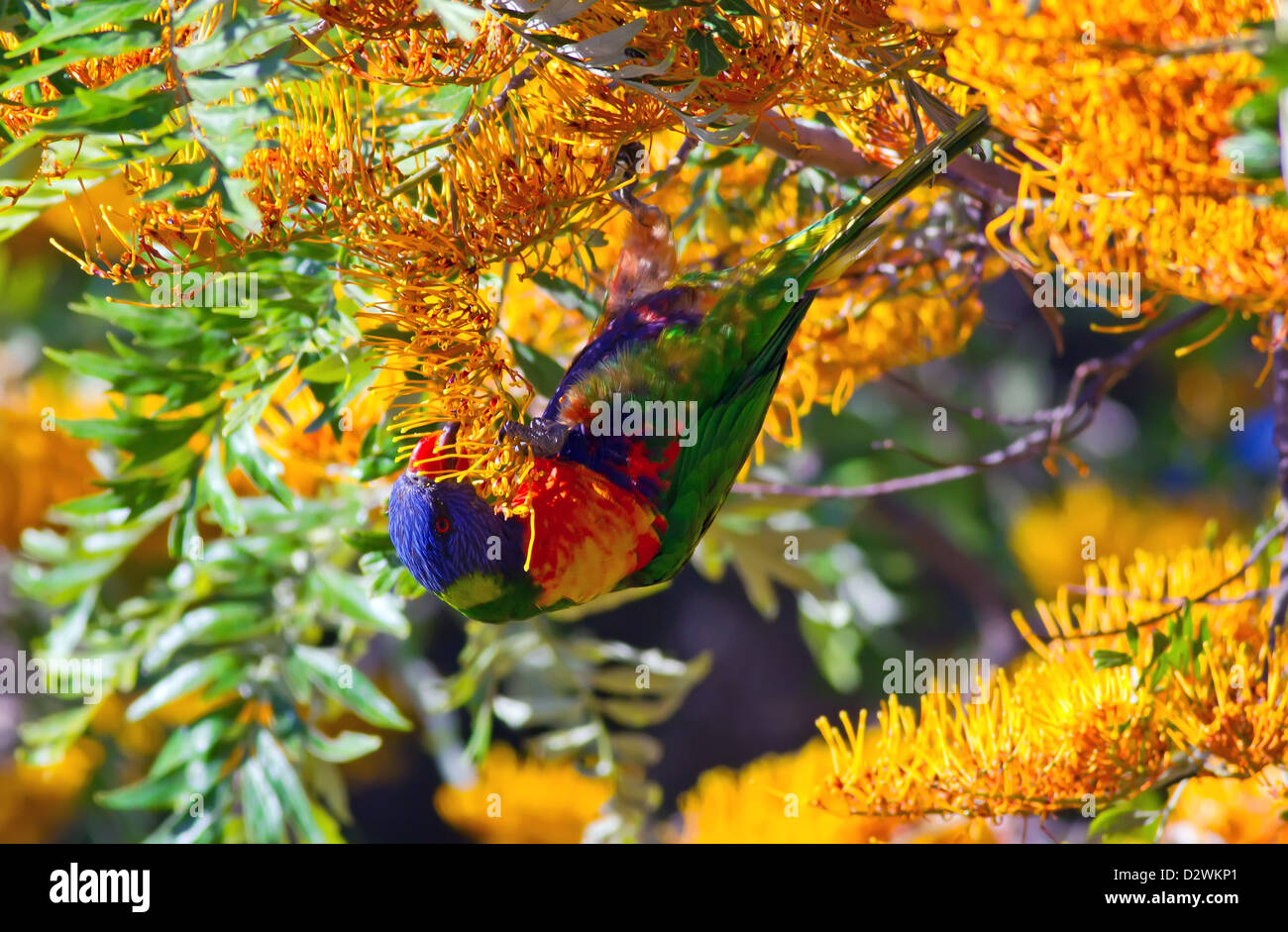 Rainbow lorikeet native parrot colorful Oakland Reserve Adelaide South ...