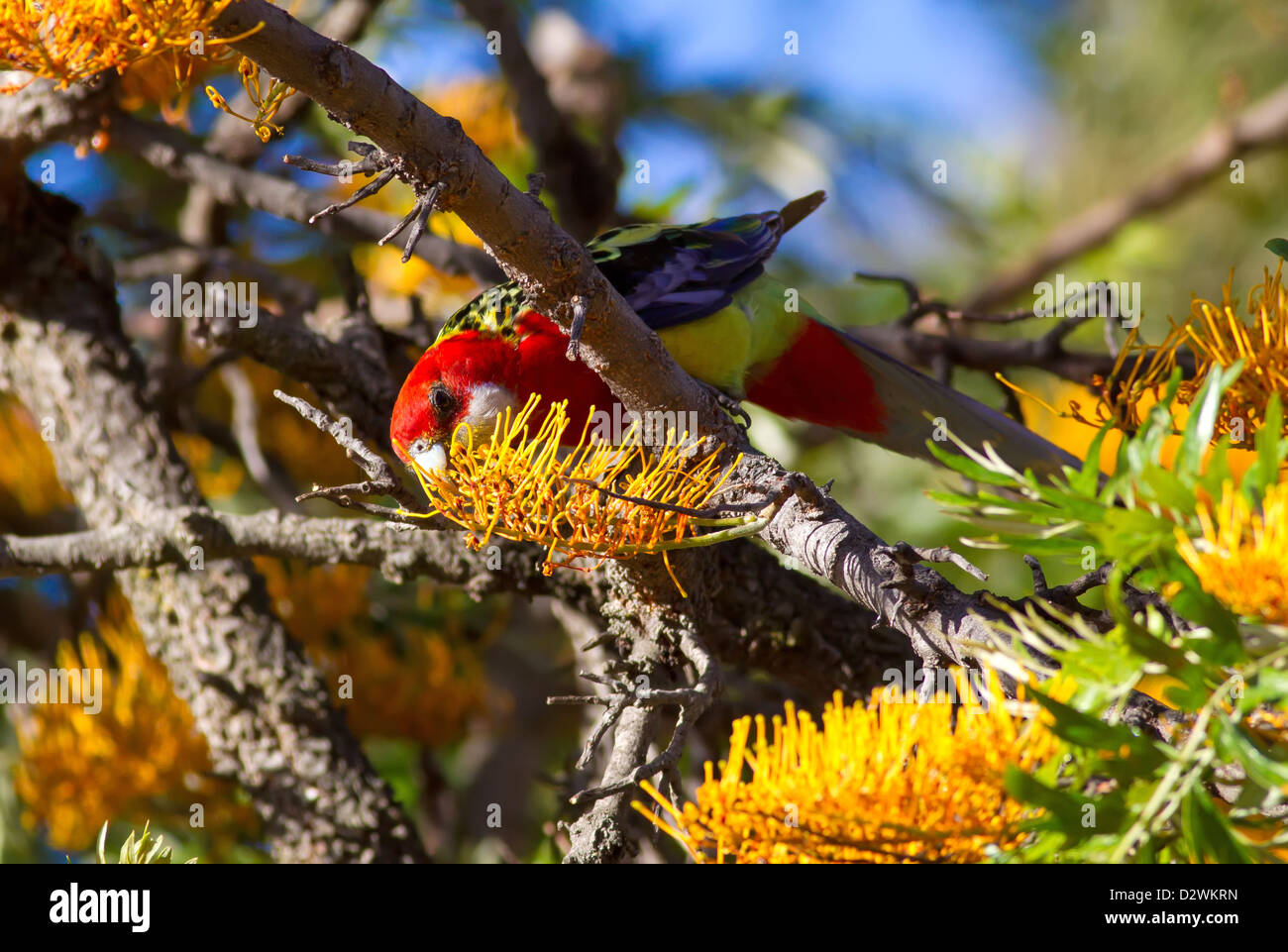 Eastern Rosella native parrot colorful Oakland Reserve Adelaide South ...