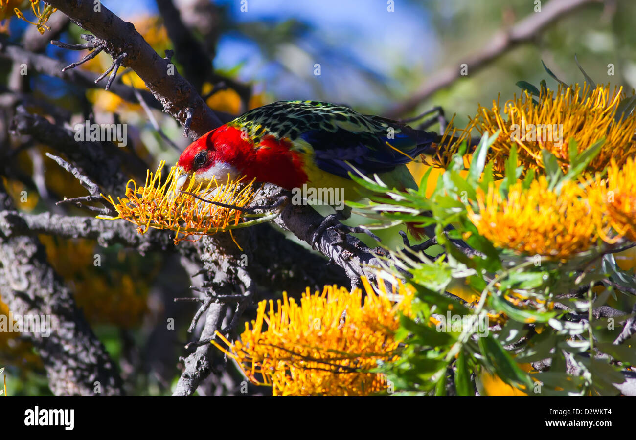 Eastern rosella hi-res stock photography and images - Alamy