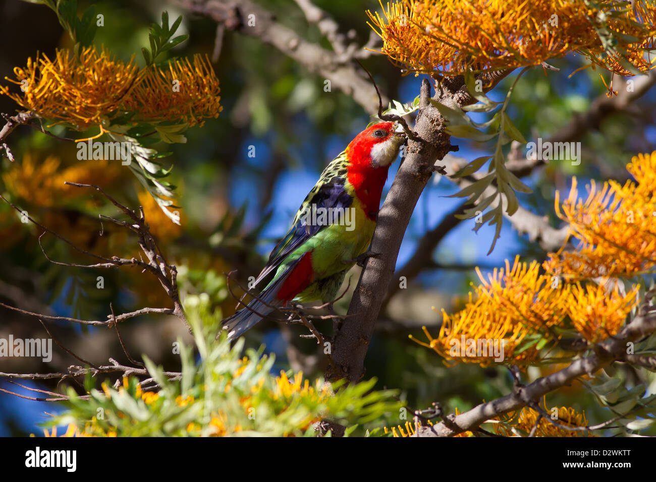 Eastern rosella hi-res stock photography and images - Alamy