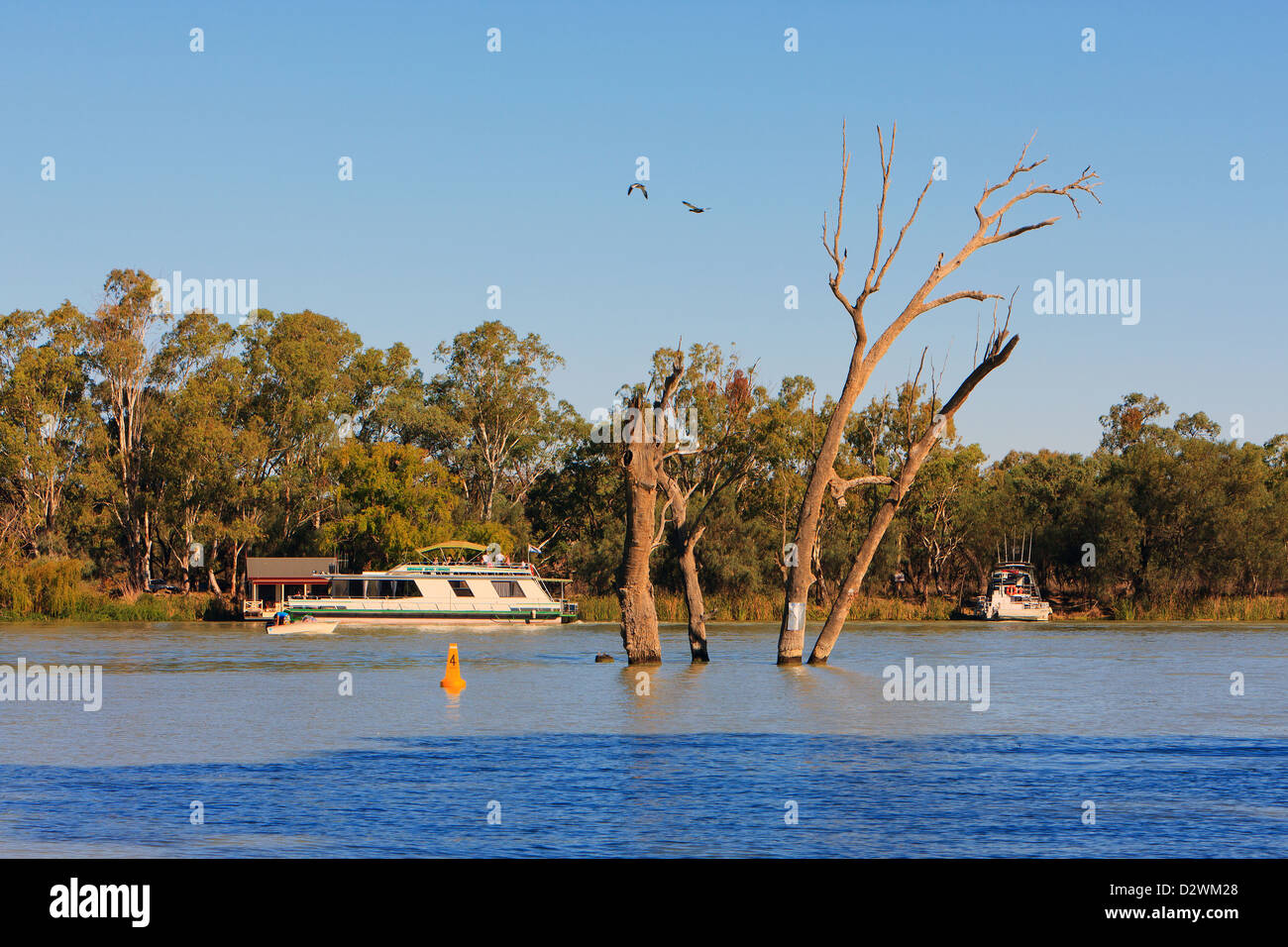 Murray River back water paddling Renmark billabong Riverland South ...