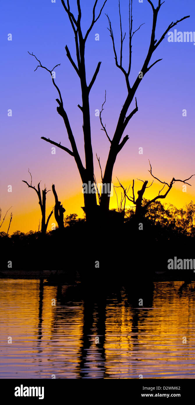 Murray River back water paddling Renmark billabong Riverland South ...