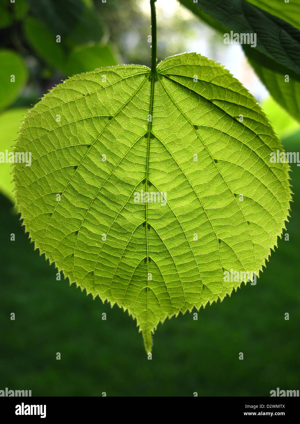 Green leaf of linden tree glowing in sunlight Stock Photo - Alamy