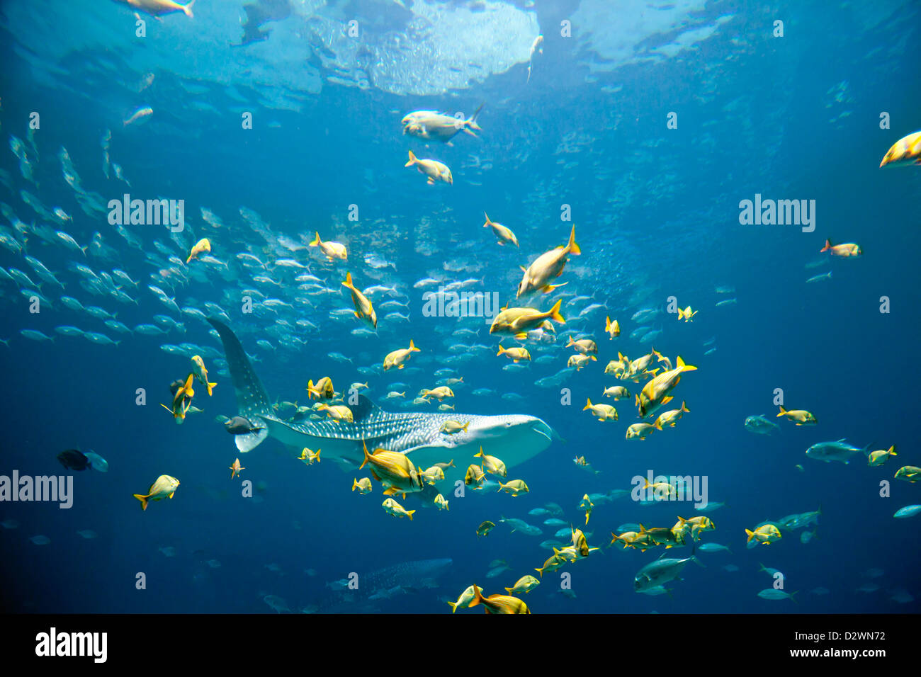 Marine fish schools hi-res stock photography and images - Alamy