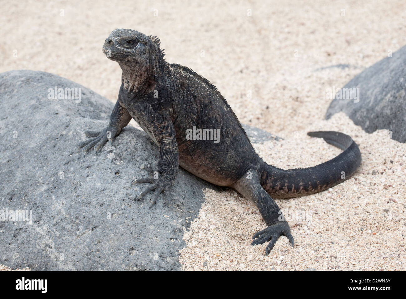 Marine Iguana (Amblyrhynchus cristatus) on Galapagos beach Stock Photo ...