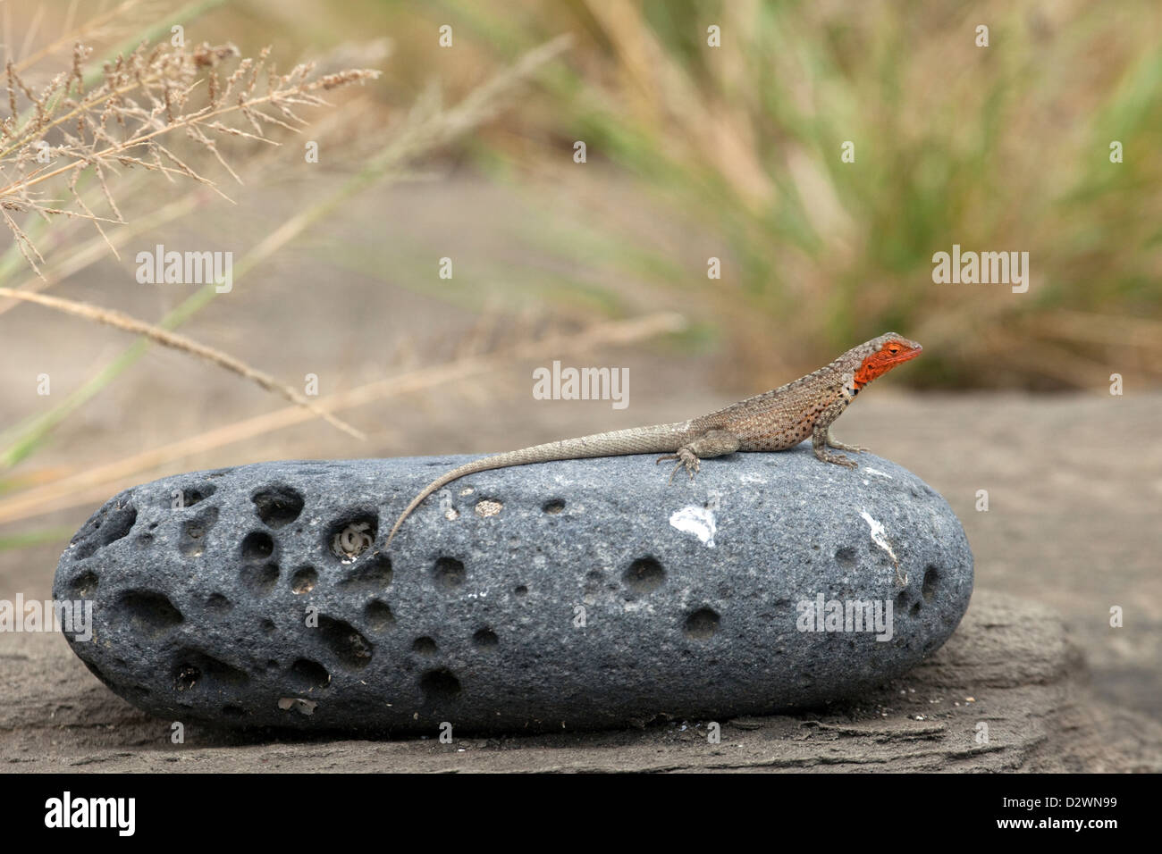 Female Galapagos Lava Lizard (Microlophus albemarlensis) in breeding ...