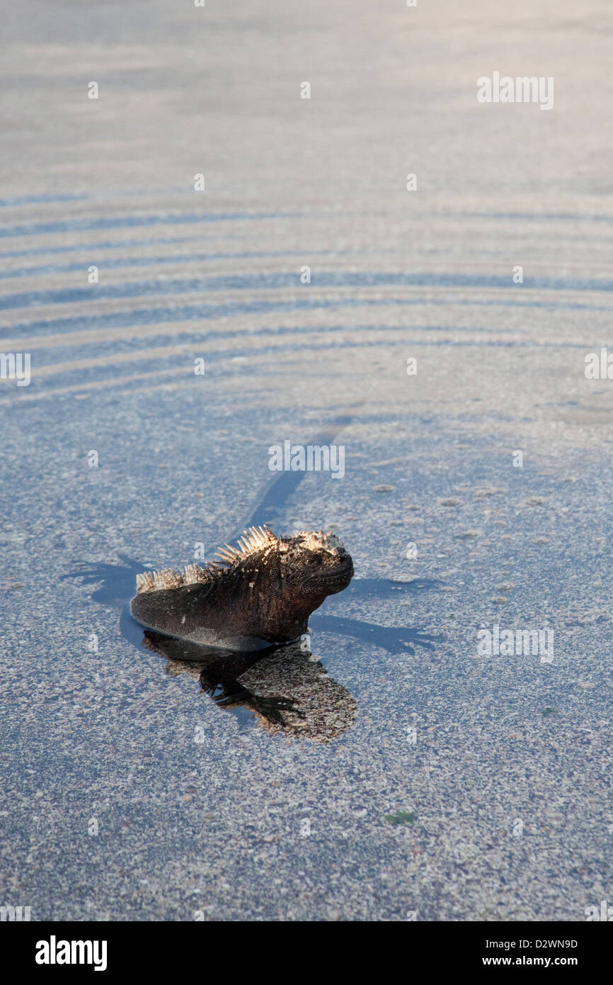 Iguana swimming hi-res stock photography and images - Alamy