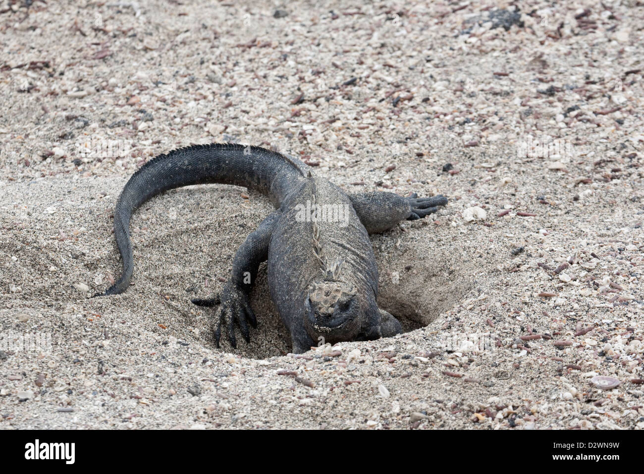 Marine Iguana female (Amblyrhynchus cristatus) digging nest burrow in ...