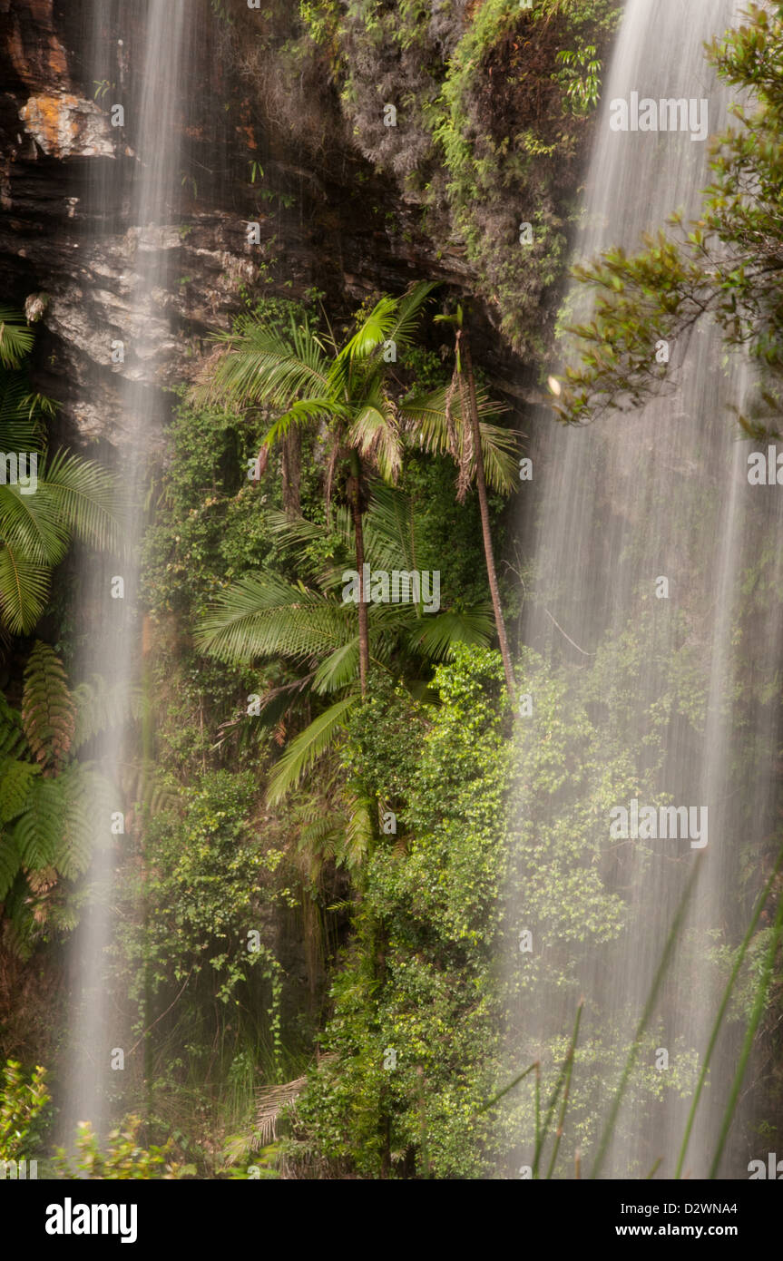 Springbrook National Park, Waterfall Circuit, Gold Coast Hinterland ...