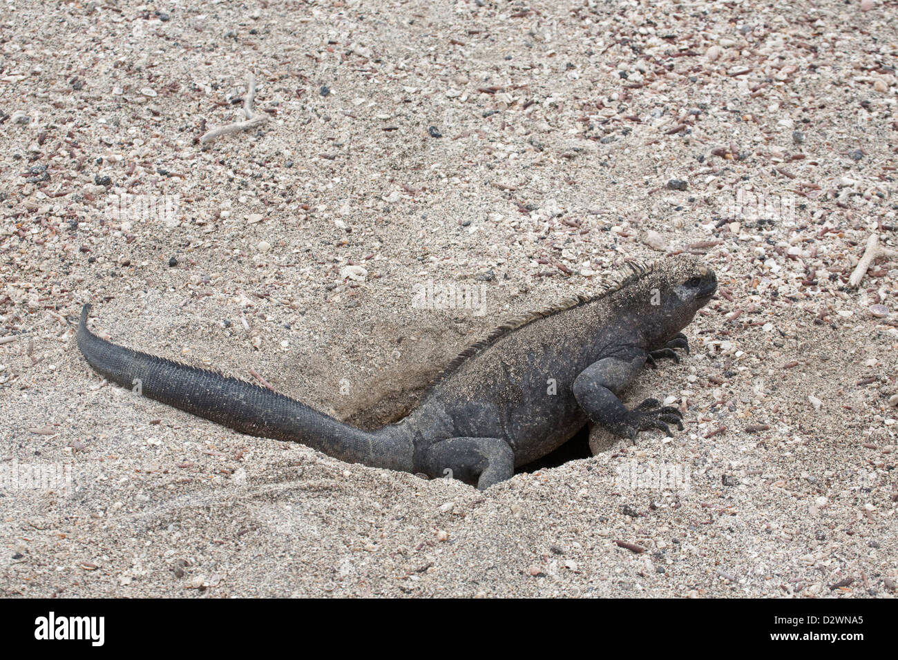 Marine Iguana female (Amblyrhynchus cristatus) digging nest burrow on ...