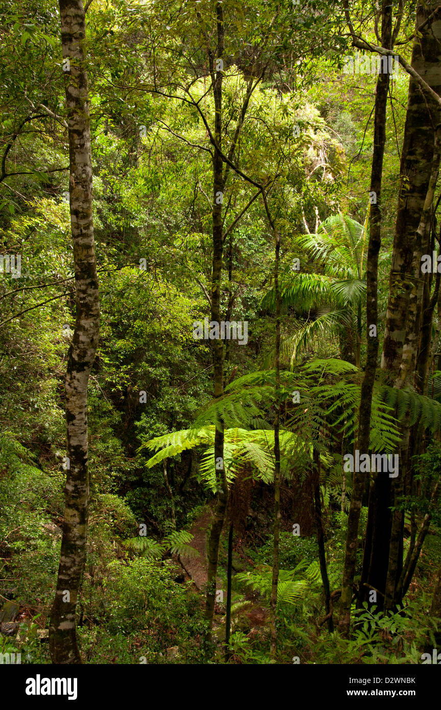 Springbrook National Park, Waterfall Circuit, Gold Coast Hinterland ...