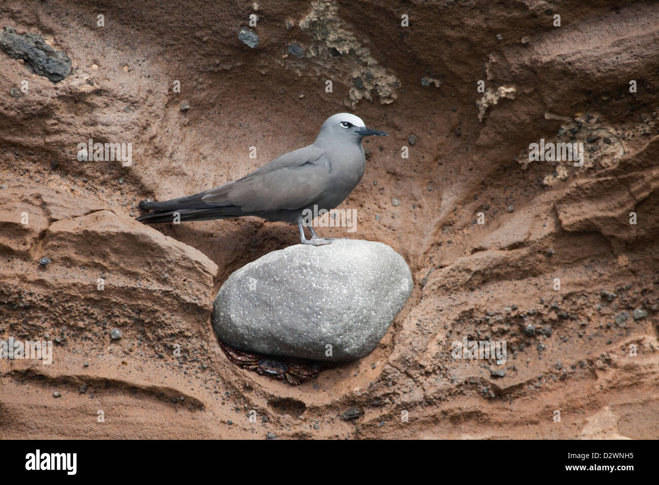 Brown Noddy tern (Anous stolidus) perched on lava rock in tuff cliff on ...