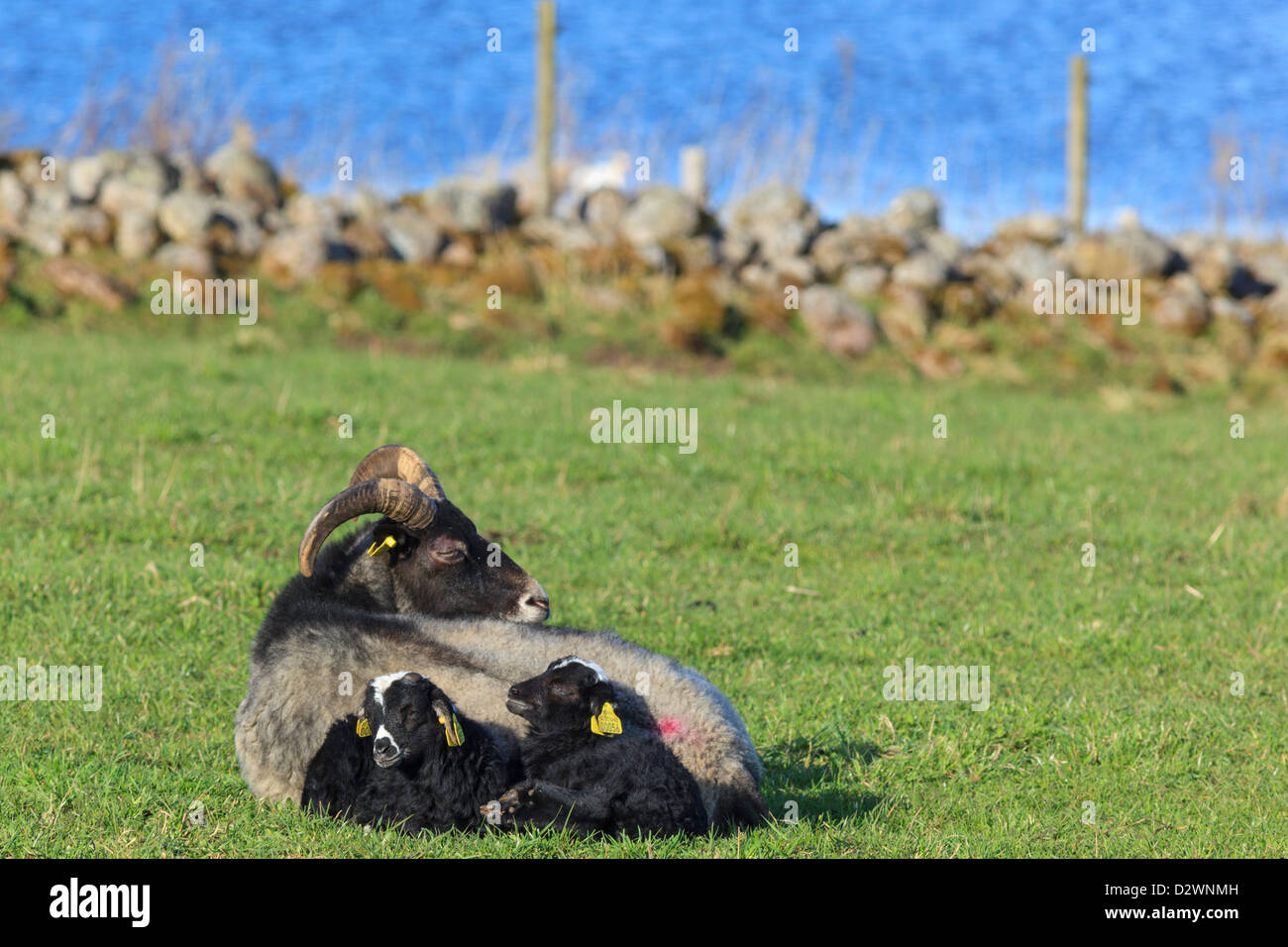 Sheep with young kids resting on the meadow Stock Photo - Alamy