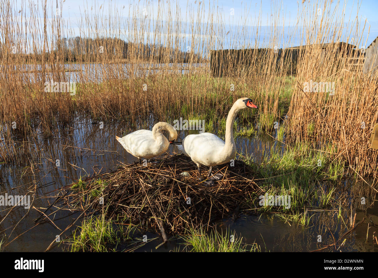 Mute swans at nest with eggs Stock Photo - Alamy