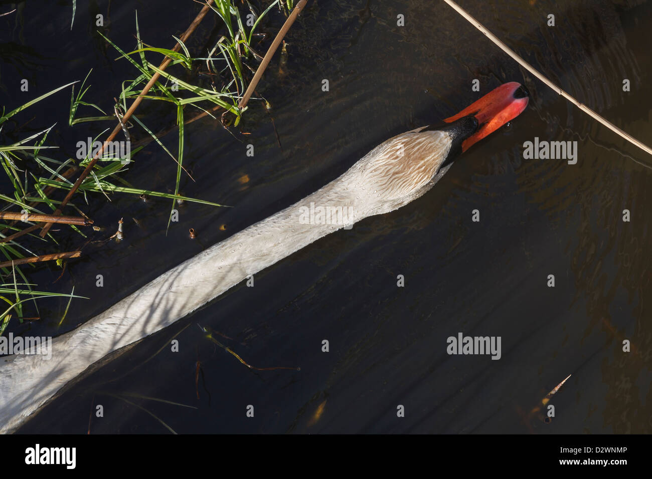 Mute swan stretching its long neck Stock Photo - Alamy