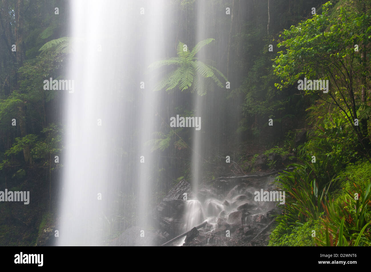 Springbrook National Park, Waterfall Circuit, Gold Coast Hinterland ...