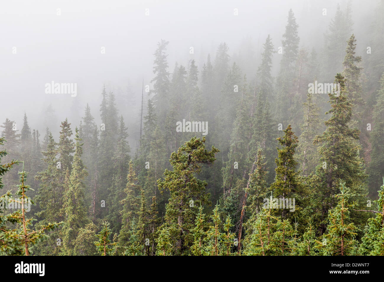 mountain spruce forest in fog, Rocky Mountains near Loveland Pass ...