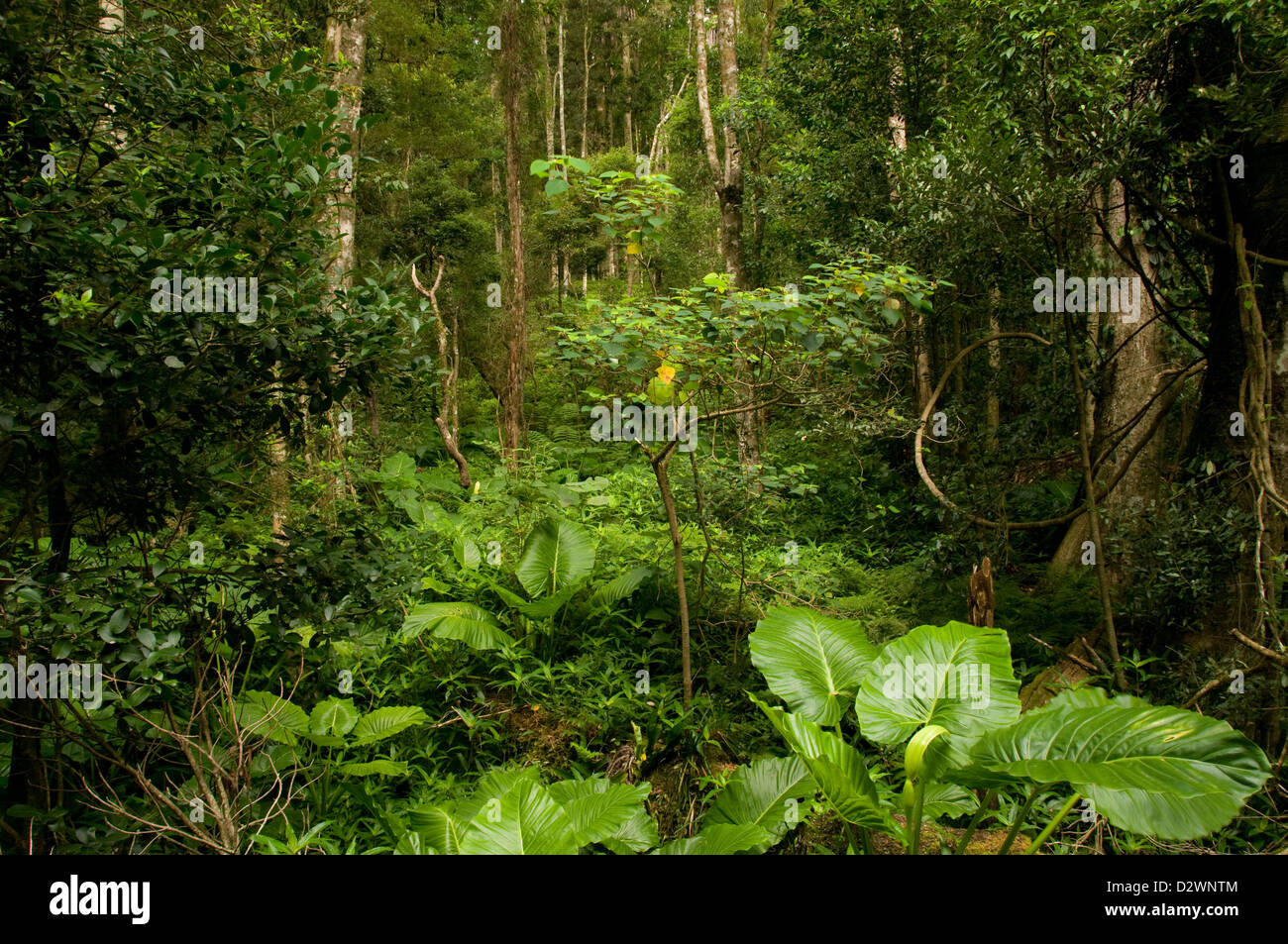 Bunya Mountains National Park, west of Brisbane, Australia, Queensland ...