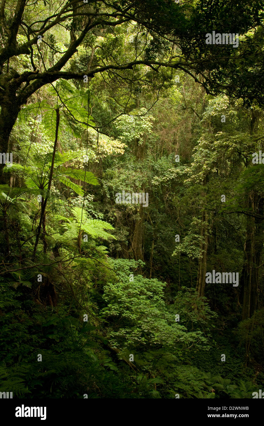 Bunya Mountains National Park, west of Brisbane, Australia, Queensland ...