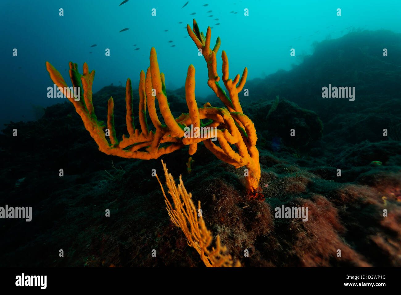 Orange sponge ocean hi-res stock photography and images - Alamy