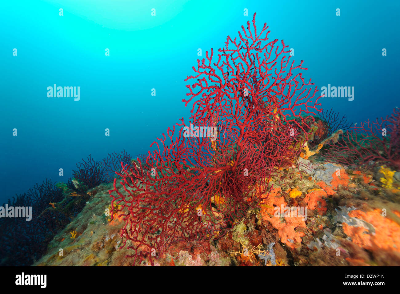 underwater view of red sea fans corals on coral reef, Paramuricea ...