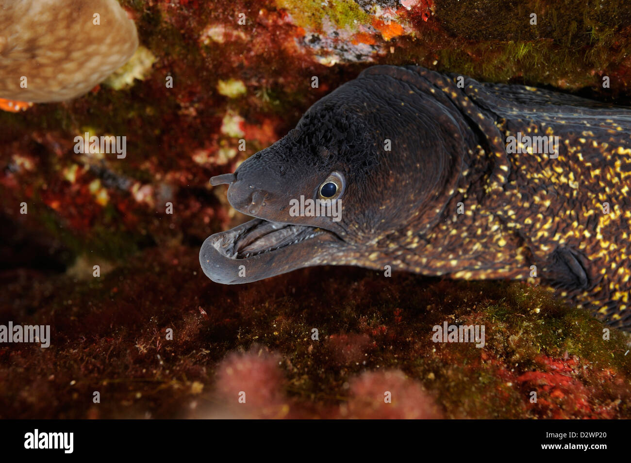underwater view of moray, Muraena helena, Mediterranean Sea, France ...