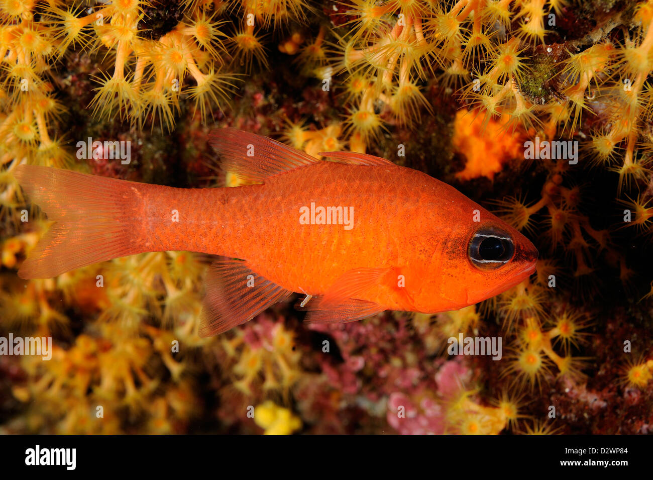 underwater view of Cardinal fish, Apogon imberbis, near coral reef ...