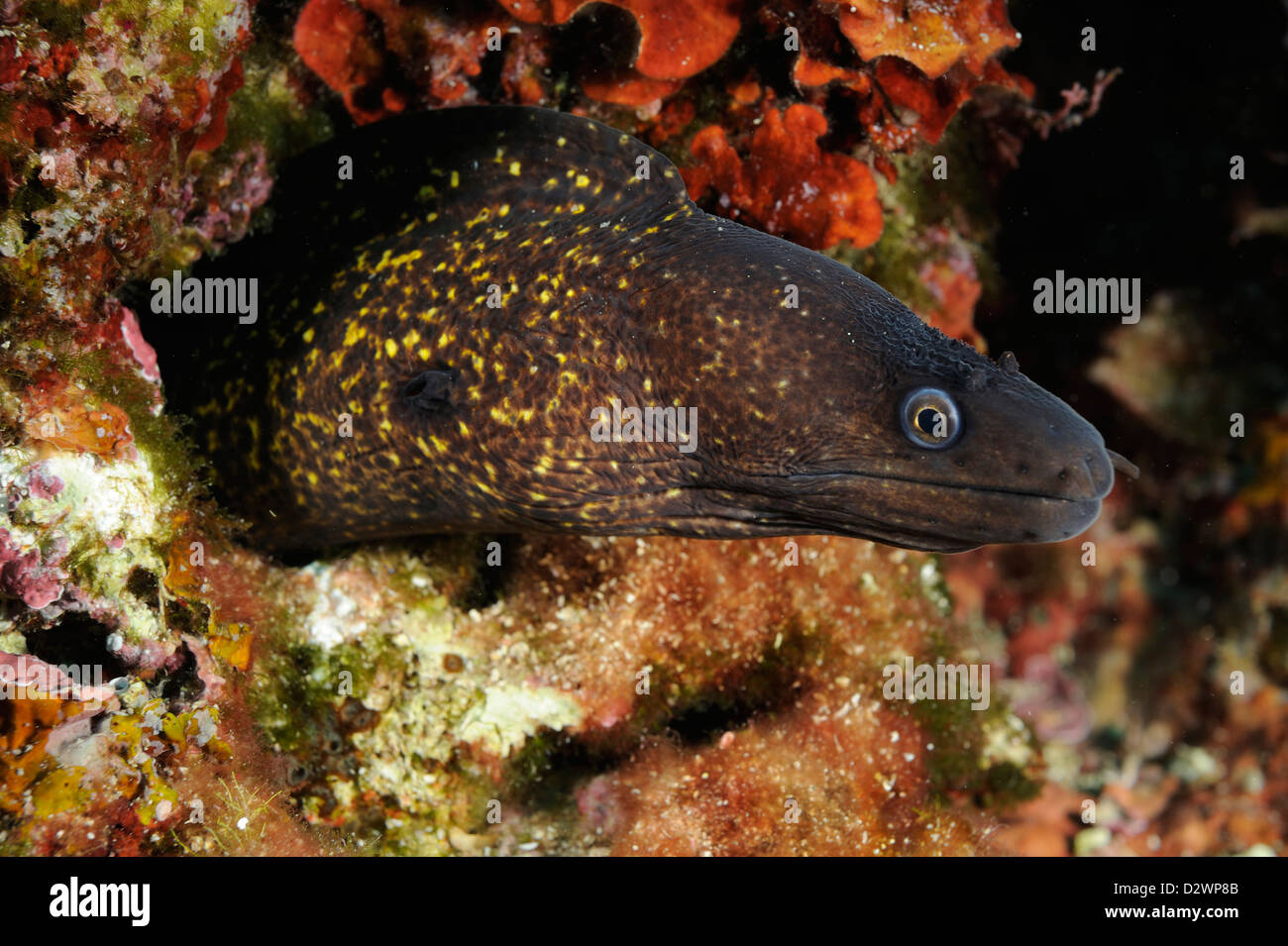 underwater view of moray, Muraena helena, Mediterranean Sea, France ...