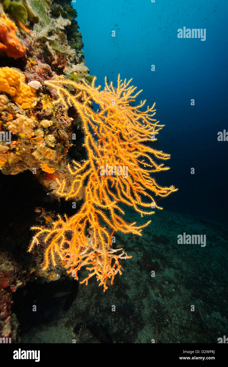 underwater view of yellow sea fans, Yellow Gorgonian, Eunicella ...