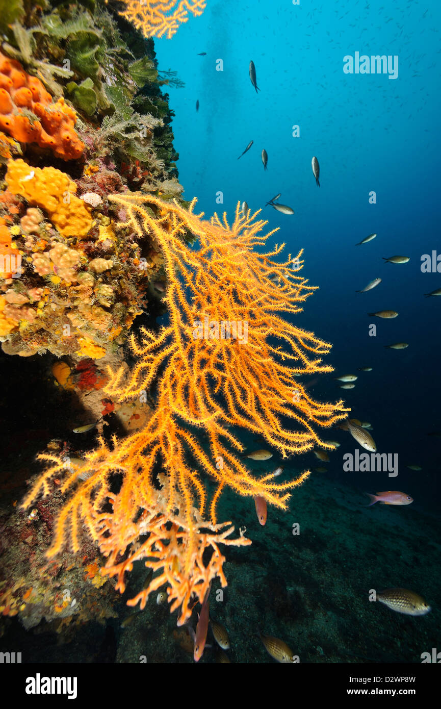 underwater view of yellow sea fans, Yellow Gorgonian, Eunicella ...