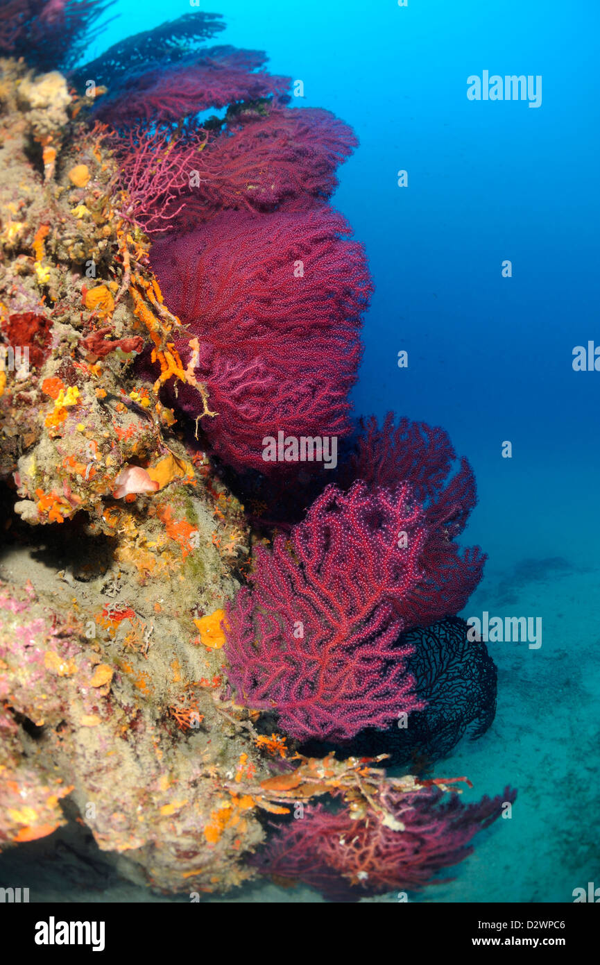 underwater view of red sea fans corals on coral reef, Paramuricea ...