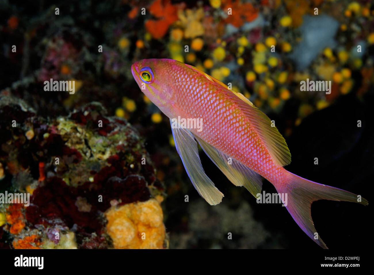 underwater view Swallowtail Seaperch, Anthias sp, close coral reef ...