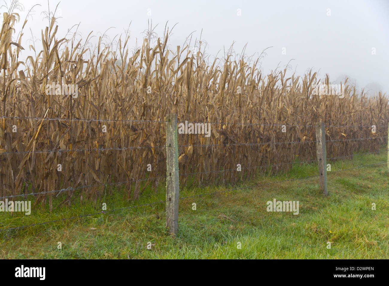A field of dried corn Stock Photo - Alamy