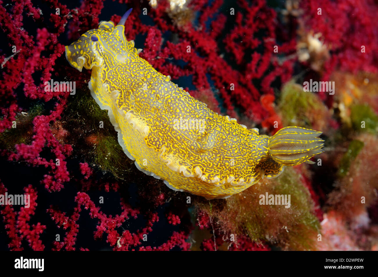 underwater view of a nudibranch, Hypselodoris sp, on red fan coral ...