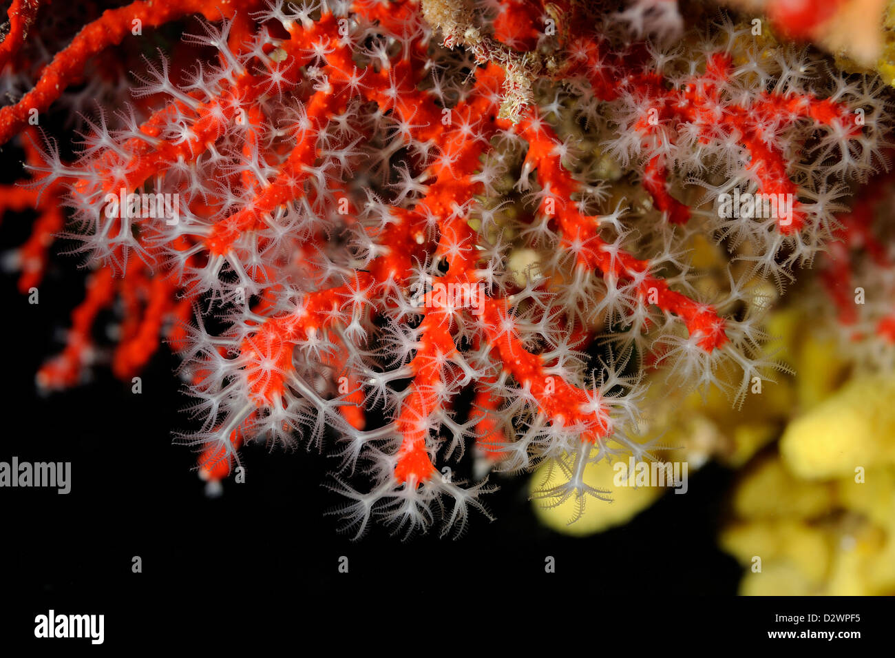 underwater view of red coral, Corallium rubrun, Mediterranean Sea ...