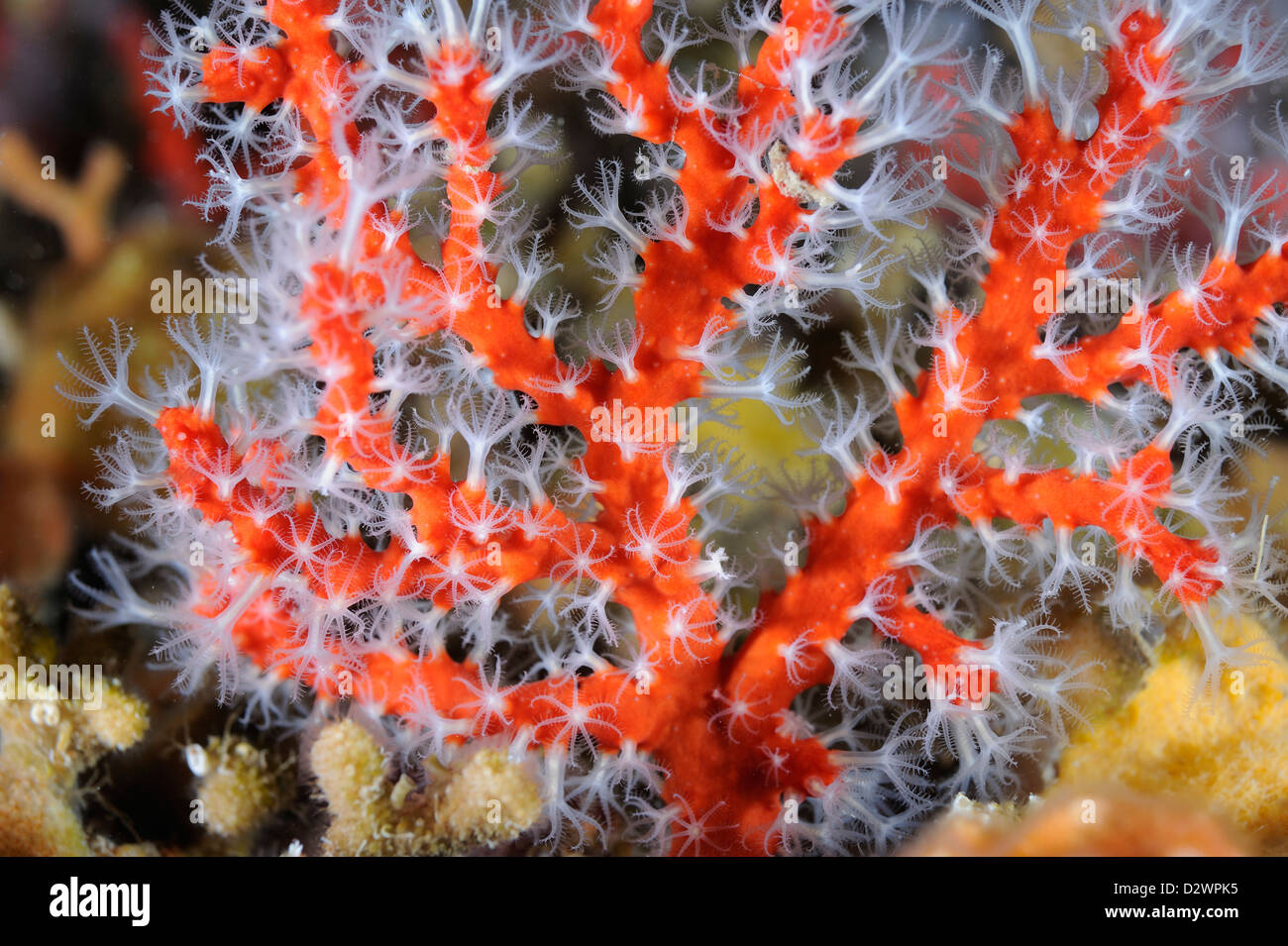 underwater view of red coral, Corallium rubrun, Mediterranean Sea ...