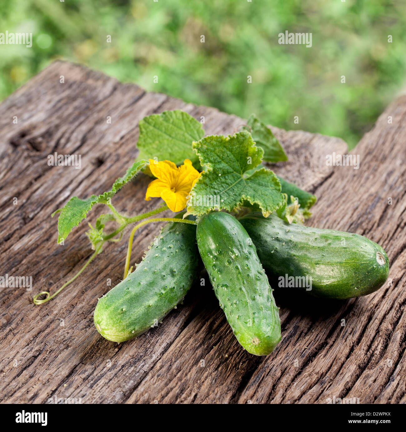 Cucumbers with leaves on a old wooden table Stock Photo - Alamy