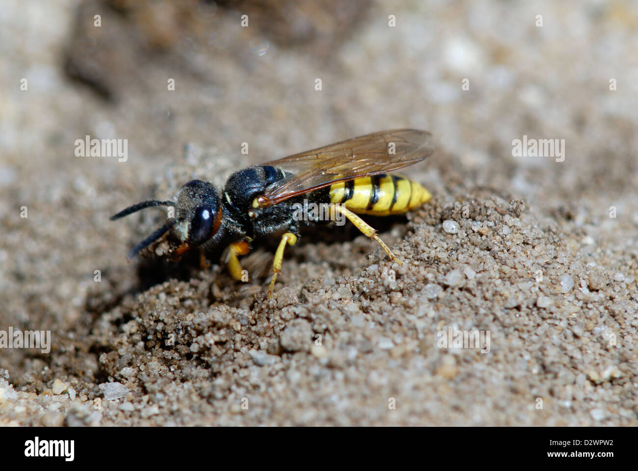 Bee-killer wasp on Dorset heathland Stock Photo - Alamy