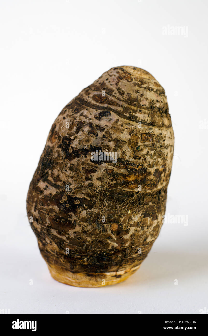 White Taro High Resolution Stock Photography and Images - Alamy