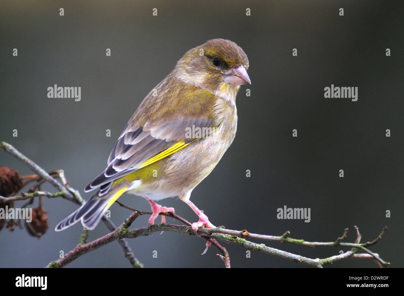 Common greenfinches hi-res stock photography and images - Alamy