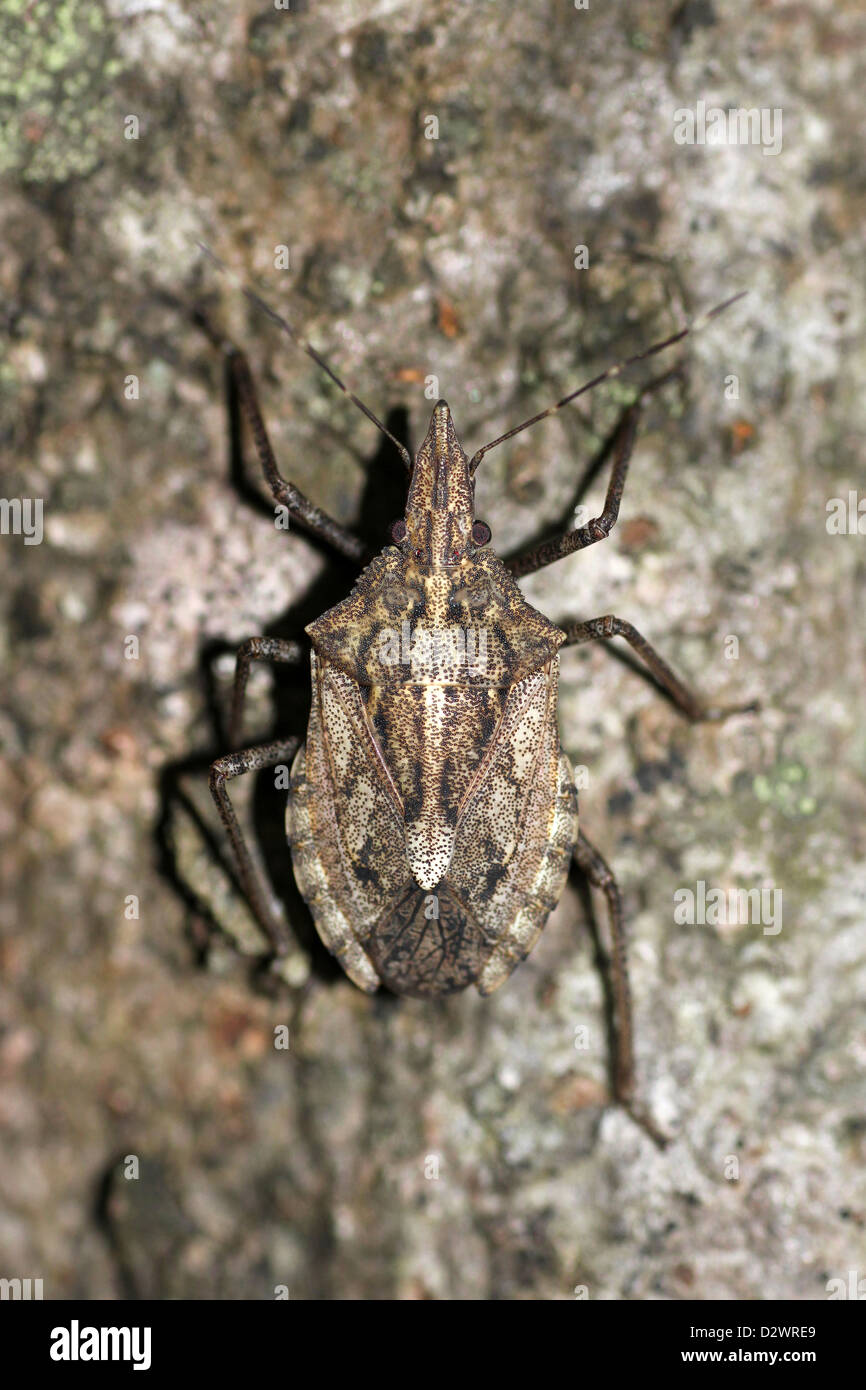 Asian shield bug hi-res stock photography and images - Alamy
