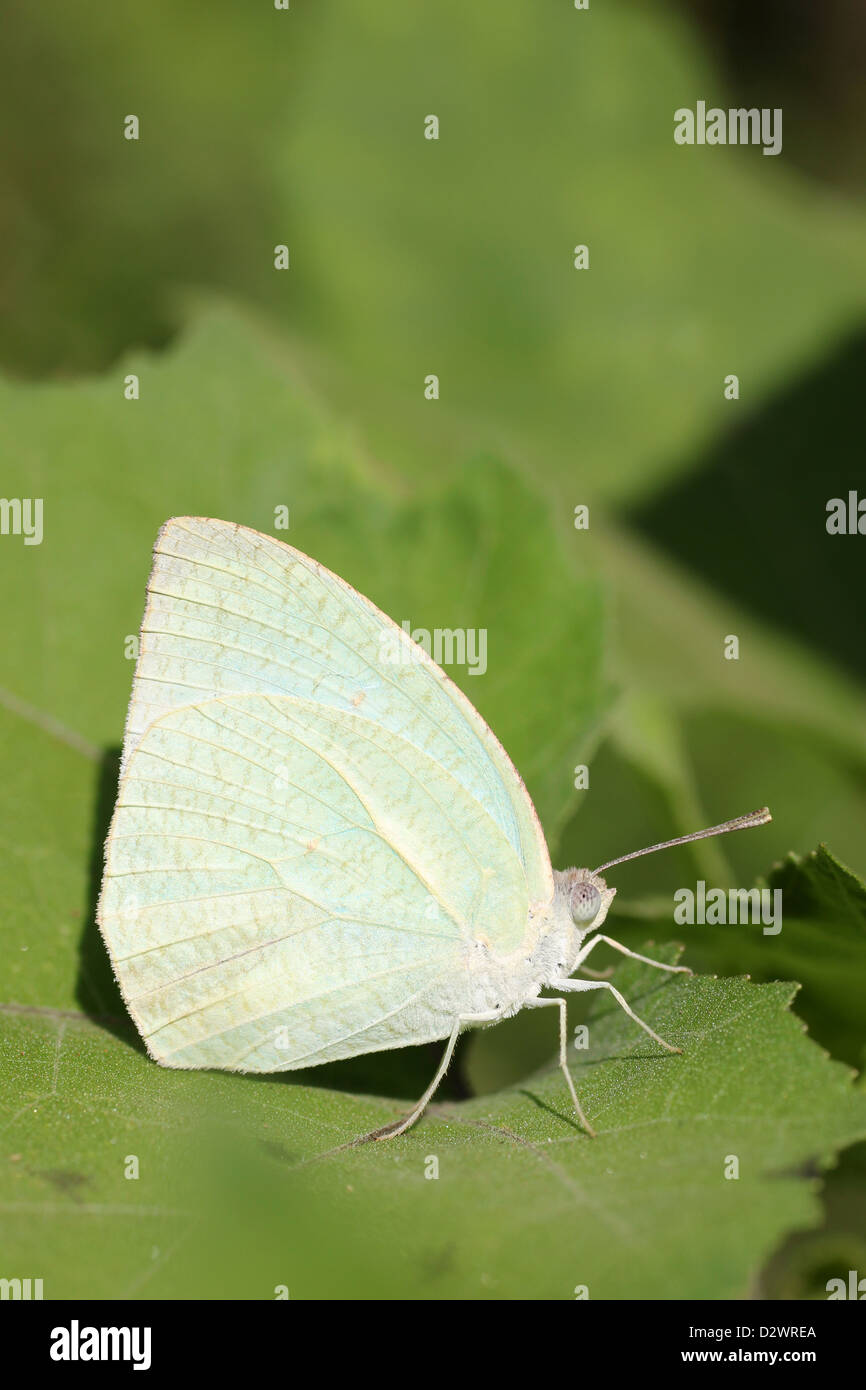 Mottled Emigrant - Catopsilia pyranthe Stock Photo - Alamy