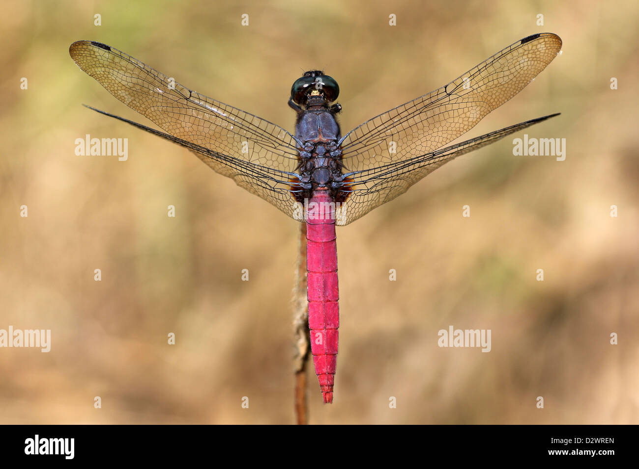 Marsh hawk hi-res stock photography and images - Alamy