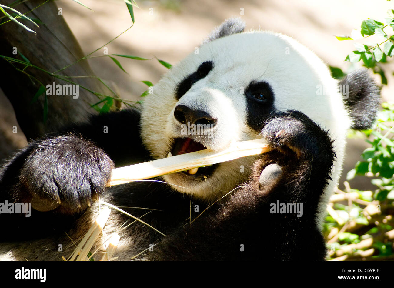 A panda takes lunch as he does for most of the day on bamboo Stock ...