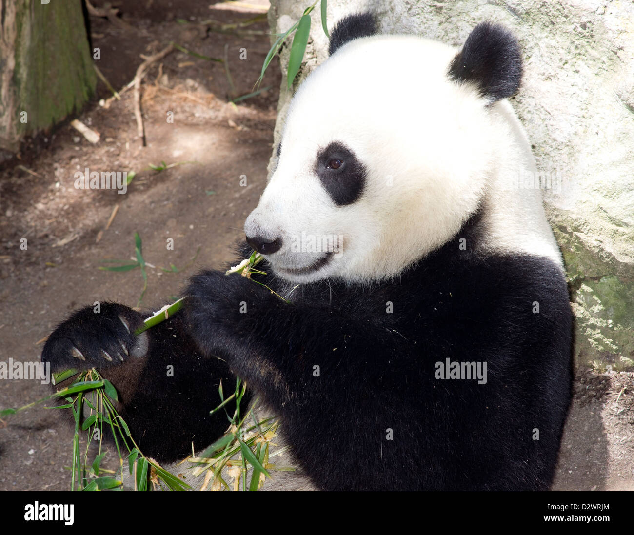 A panda takes lunch as he does for most of the day on bamboo Stock ...